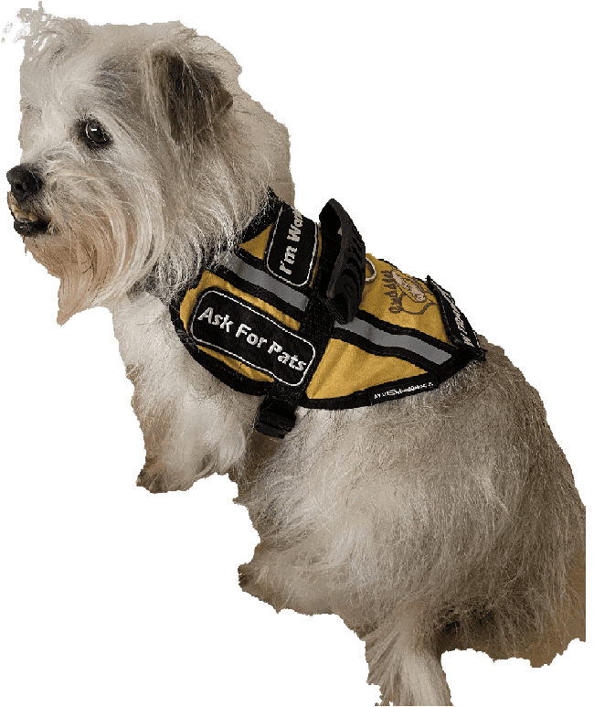 Pet Therapy Visits and Services - Mystic Maltaliers